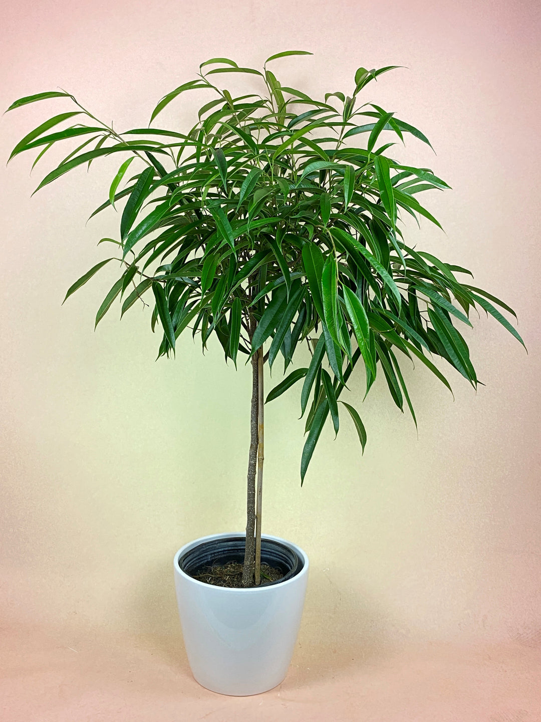 Ficus Alii – Poppies Plant of Joy