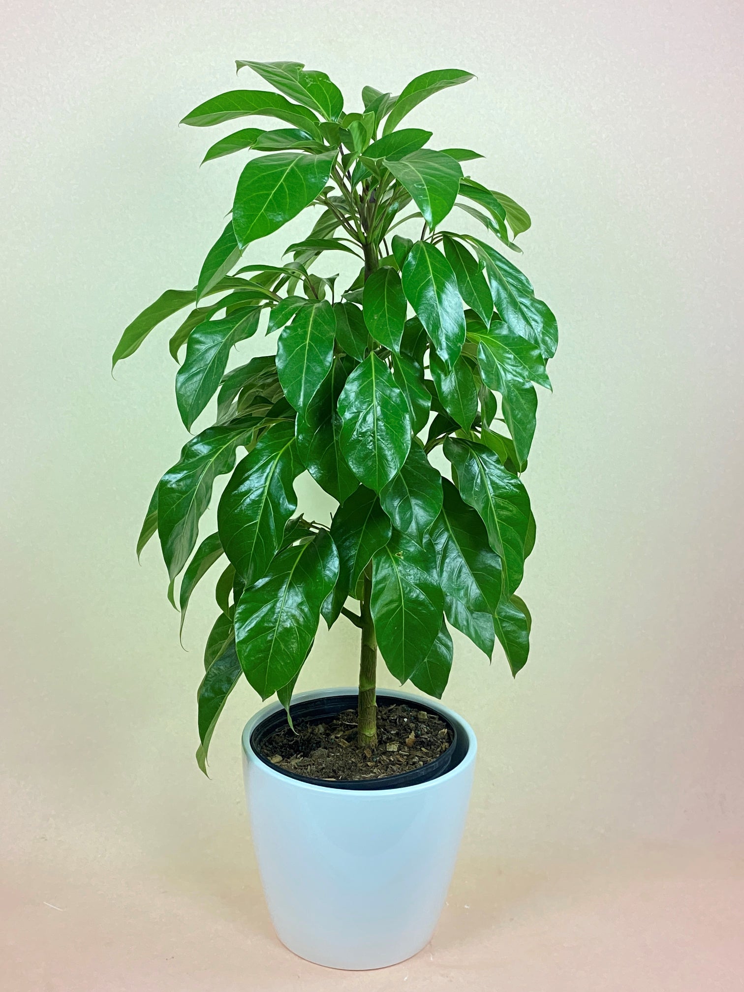 Schefflera Alpine – Poppies Plant of Joy