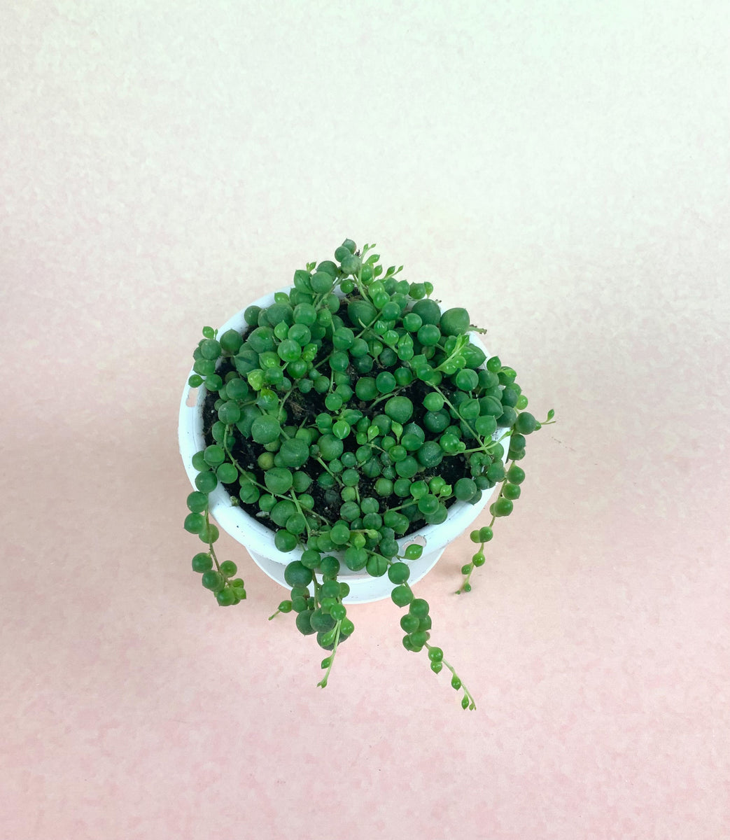 String of Pearl – Poppies Plant of Joy