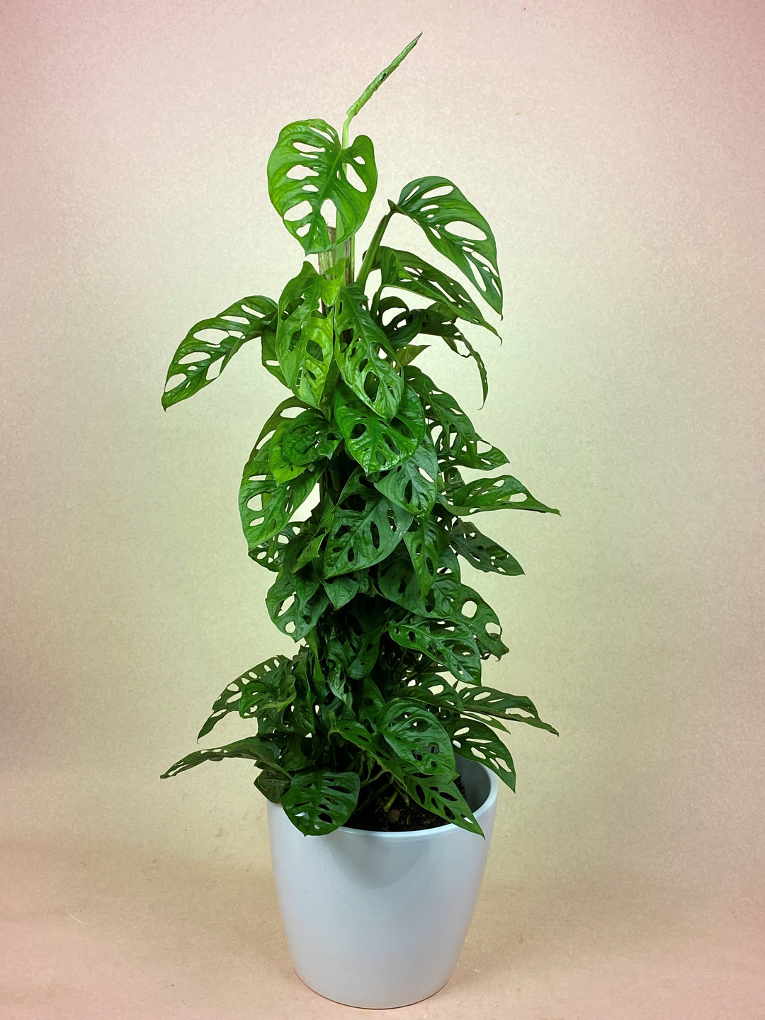 Monstera Adansonii Totem – Poppies Plant of Joy